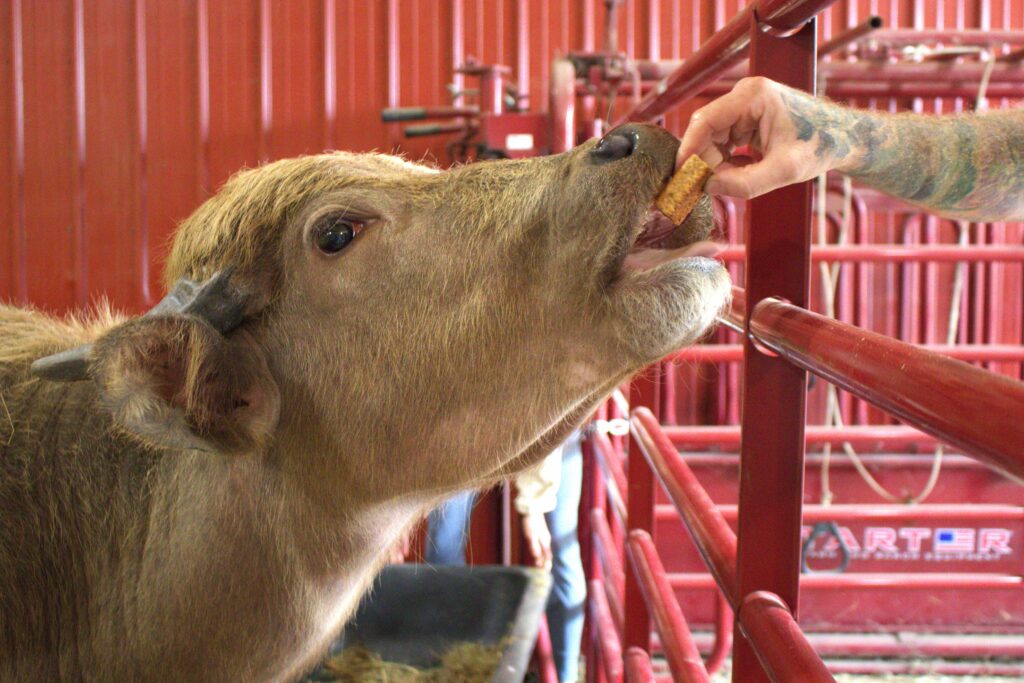 Escaped water buffalo comes home to Iowa Farm Sanctuary