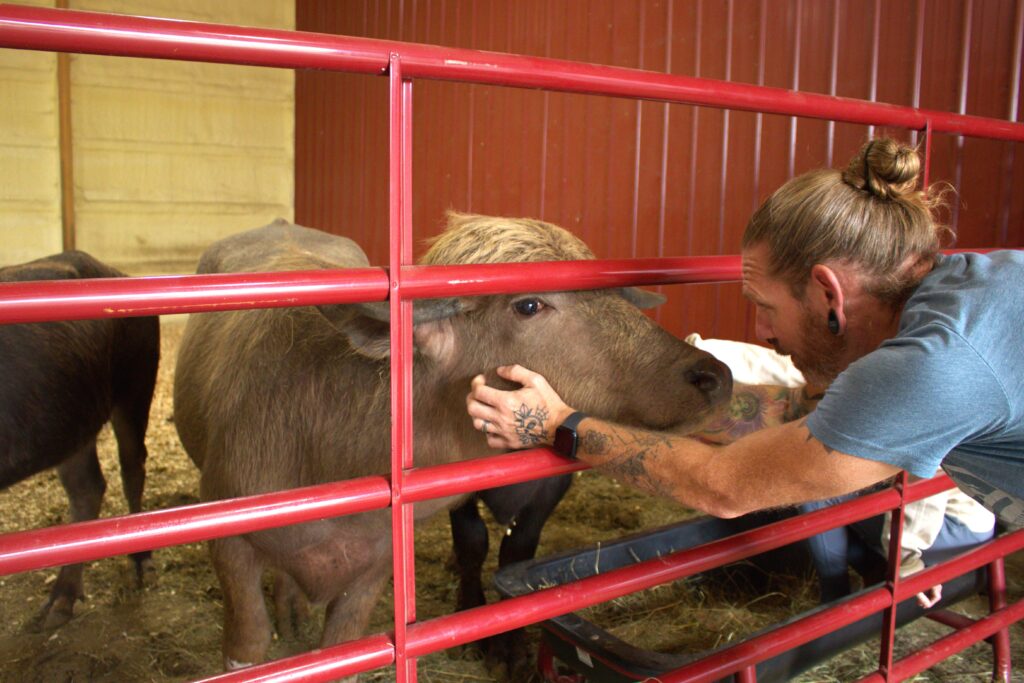 Escaped water buffalo comes home to Iowa Farm Sanctuary