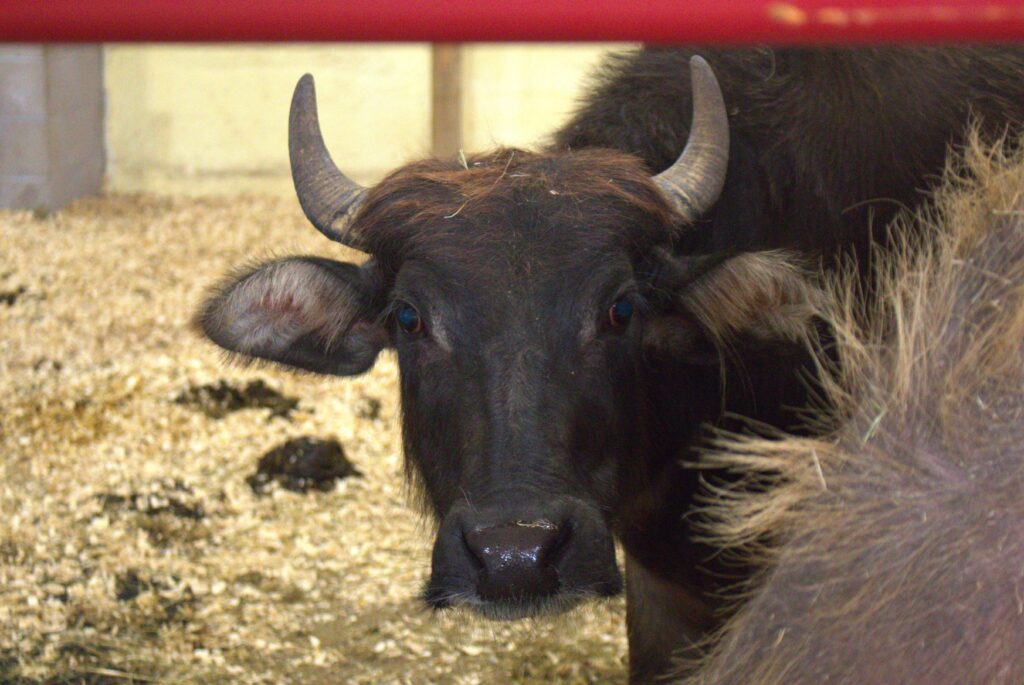 Escaped water buffalo comes home to Iowa Farm Sanctuary