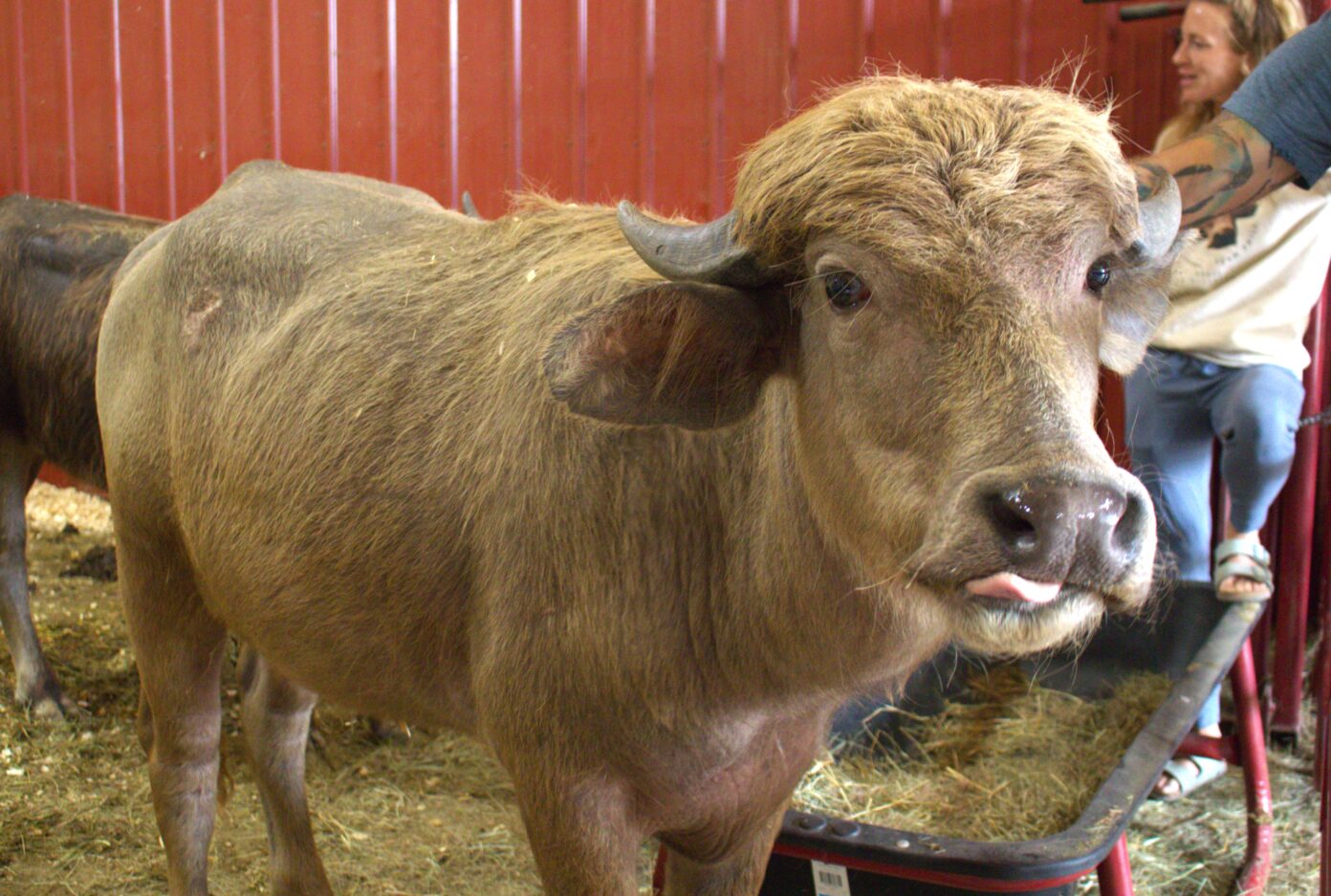 Escaped water buffalo comes home to Iowa Farm Sanctuary