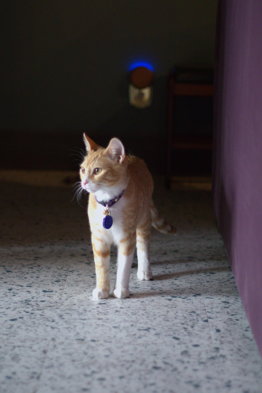 Kitty Corner Social Club opens in downtown Iowa City