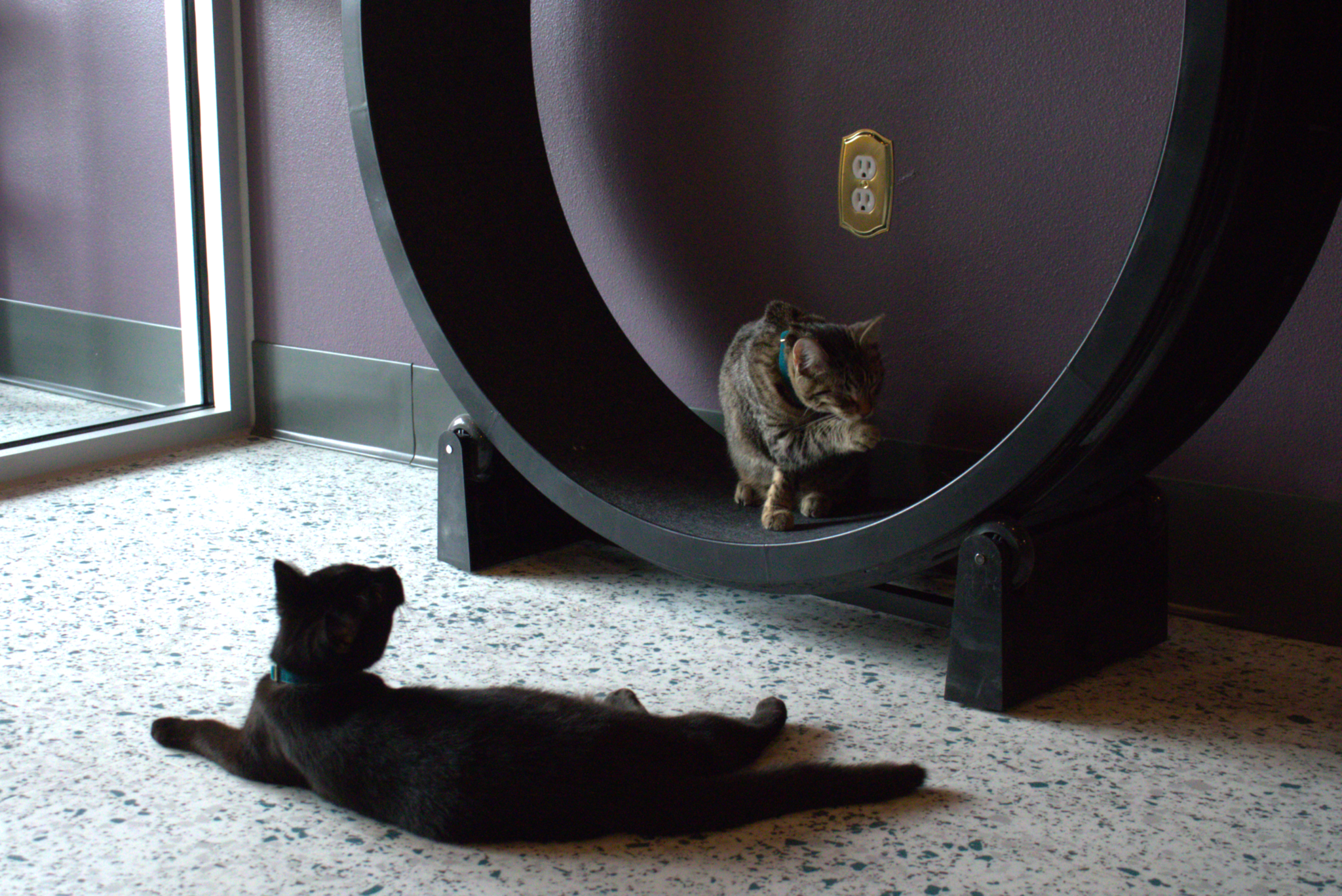 Kitty Corner Social Club opens in downtown Iowa City