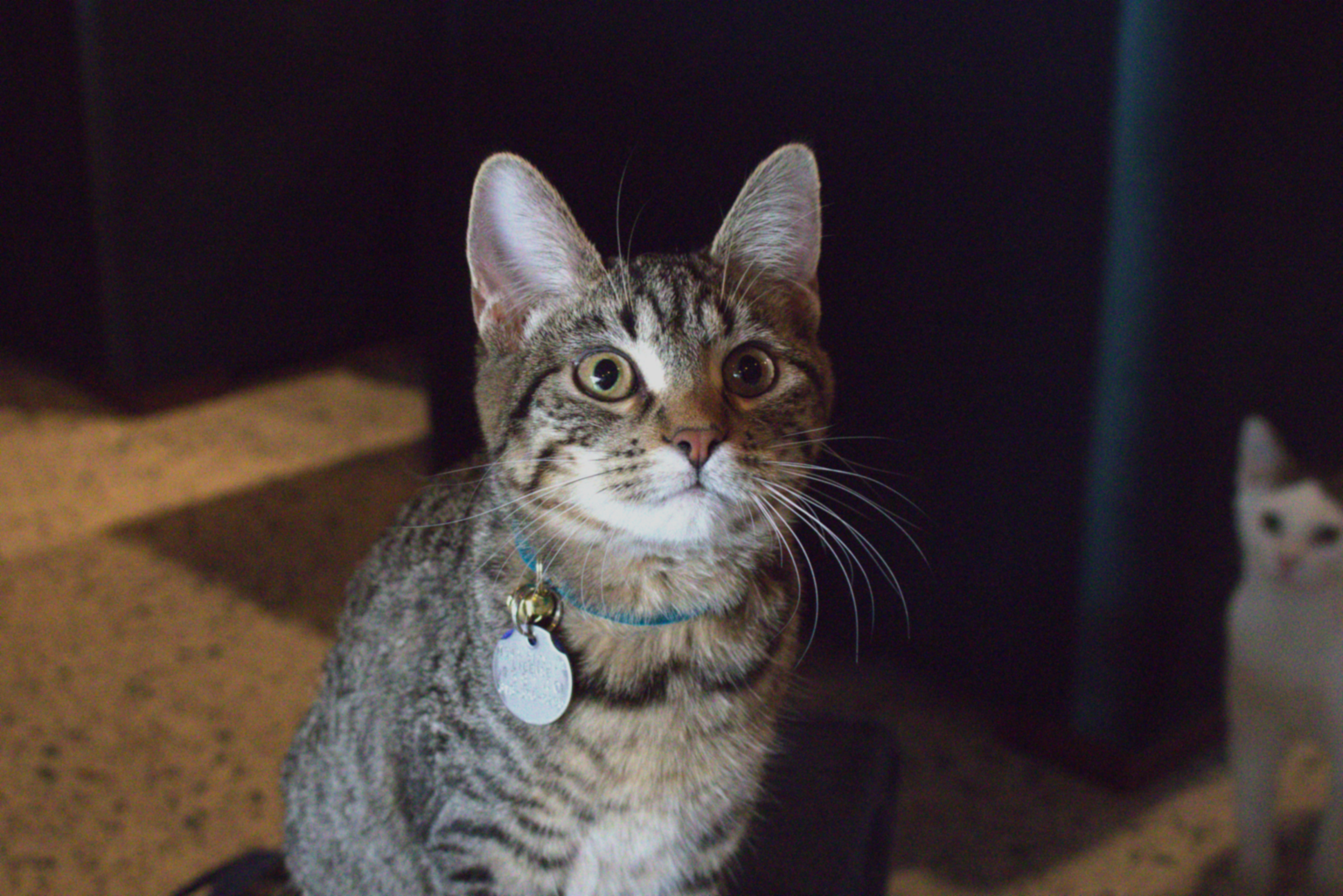 Kitty Corner Social Club opens in downtown Iowa City